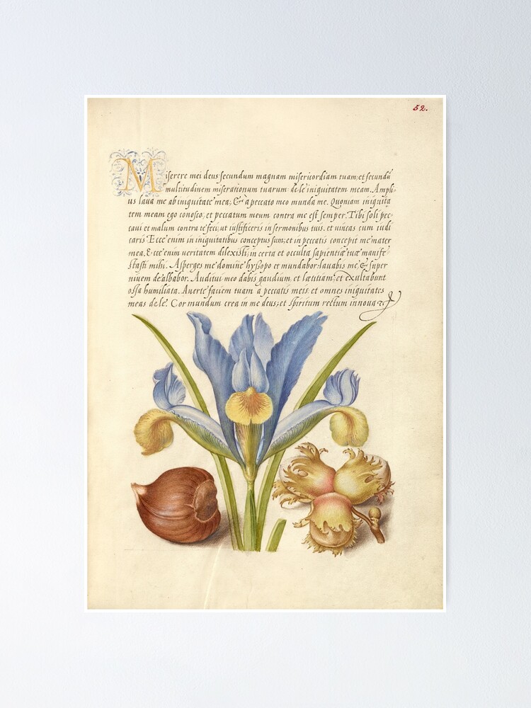 "Medieval Illuminated Botanical Illustration: Spanish Chestnut, English ...