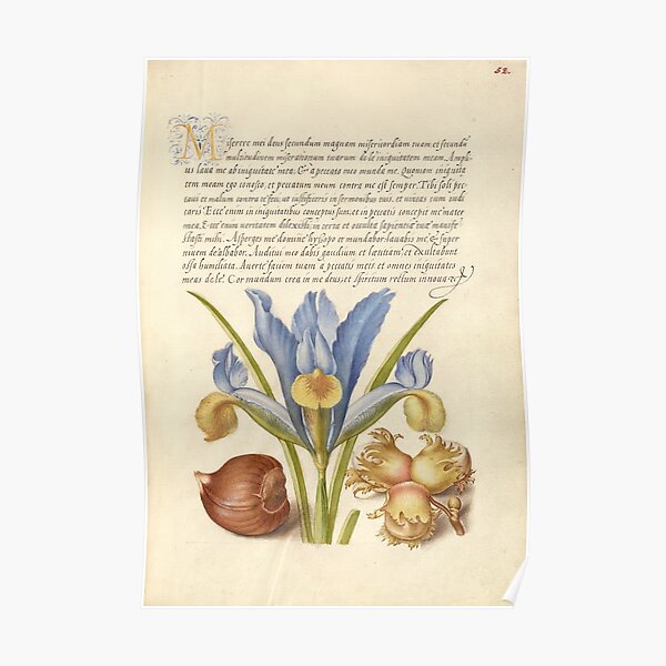 "Medieval Illuminated Botanical Illustration: Spanish Chestnut, English ...