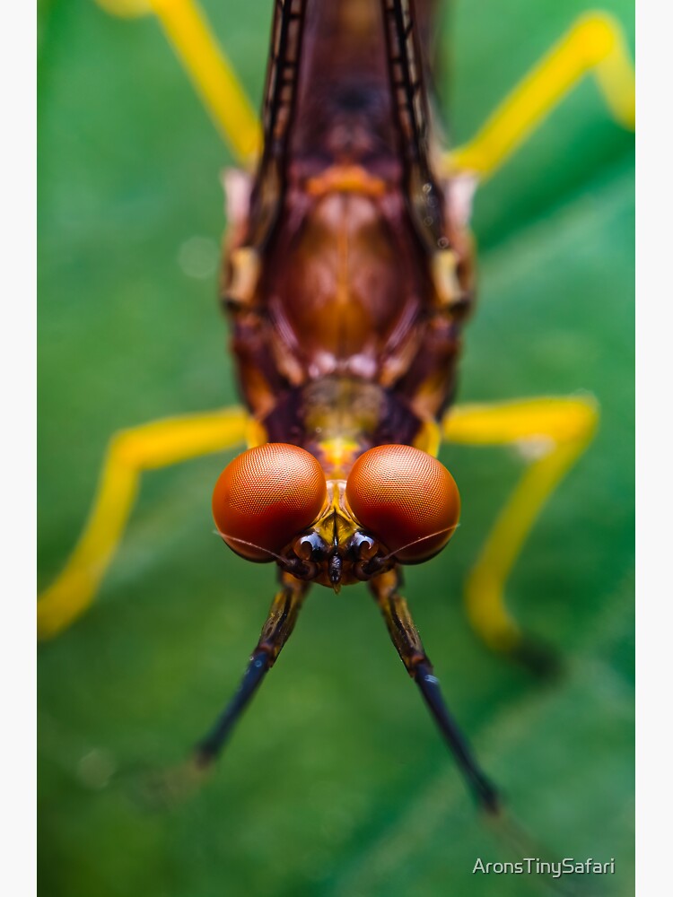 "Giant Mayfly - Hexagenia Limbata" Sticker for Sale by AronsTinySafari ...