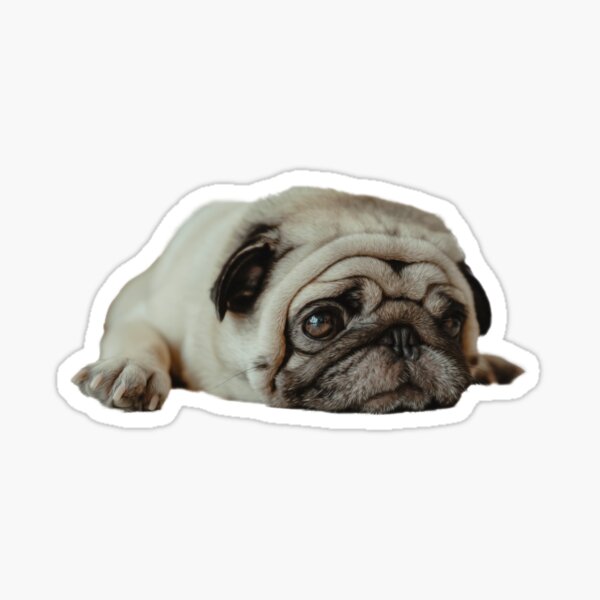 "Sad Pug" Sticker for Sale by CritterSticker | Redbubble