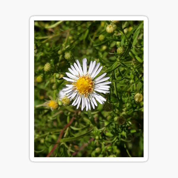 "White dainty aster flower " Sticker for Sale by samanthasv22 | Redbubble