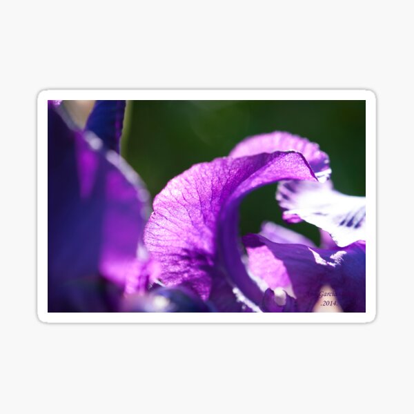 "Iridaceae 22" Sticker for Sale by HallstattArtes | Redbubble