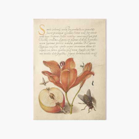 "Insects, Orange Lily, Caterpillar, Apple, and Horse Fly - Botanical ...