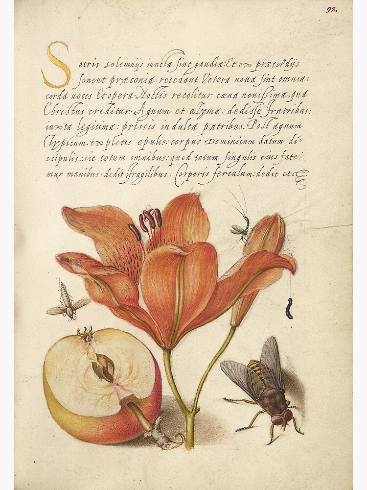"Insects, Orange Lily, Caterpillar, Apple, and Horse Fly - Botanical ...