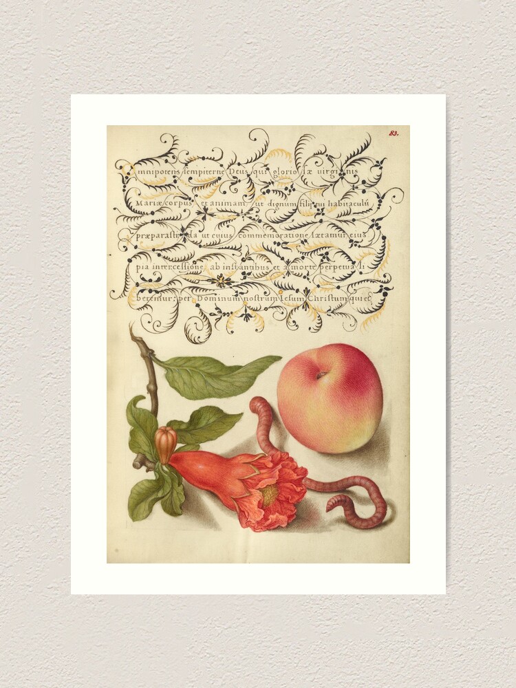 "Pomegranate, Worm, and Peach: Botanical Illustration from a Medieval ...