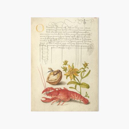 "Insect, English Walnut, Saint John's Wort, and Crayfish : Naturalist ...