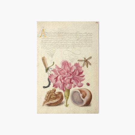 "Damselfly, Carnation, Insect, Caterpillar, Ladybird, English Walnut ...