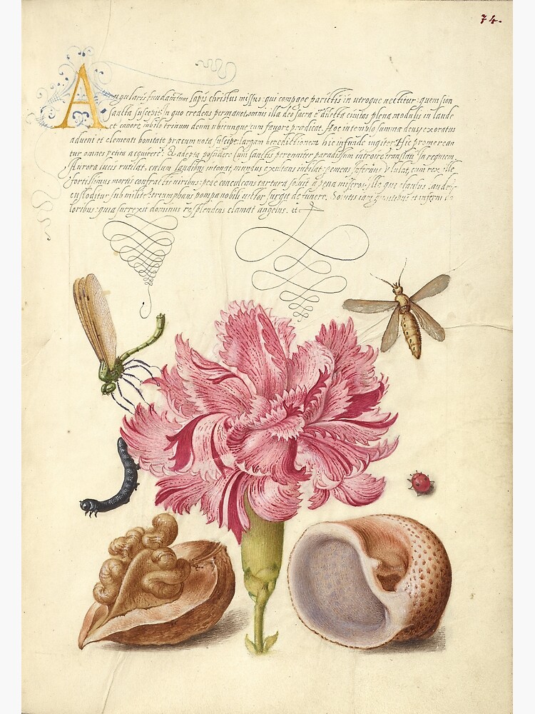 "Damselfly, Carnation, Insect, Caterpillar, Ladybird, English Walnut ...