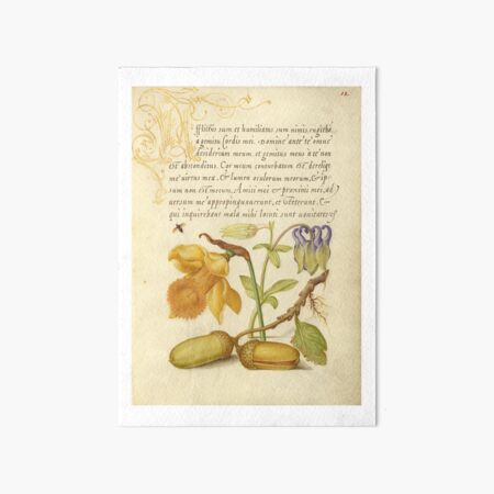 "Insect, Daffodil, European Columbine, and English Oak Acorns ...