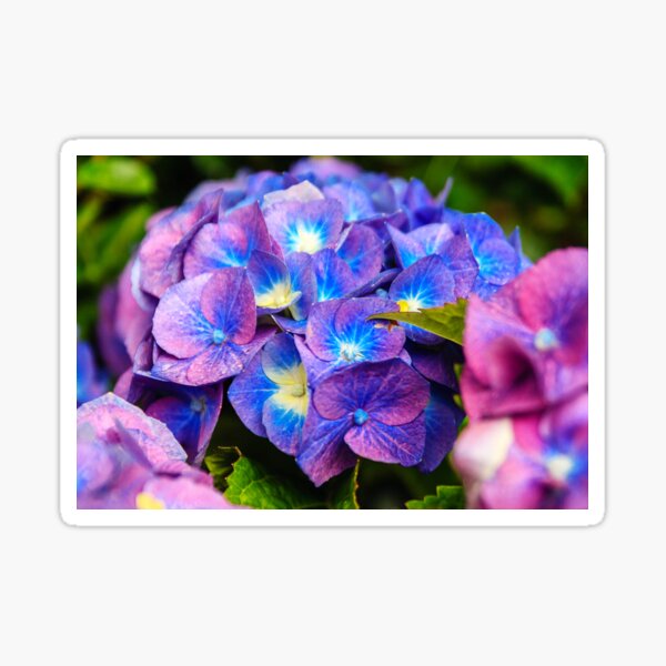 " hydrangea flower" Sticker for Sale by torishaa | Redbubble