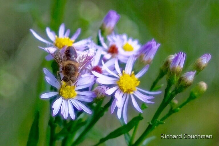 "" Sea-Aster Bee "" by Richard Couchman | Redbubble