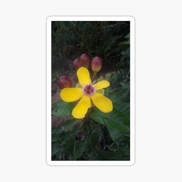 "Bunga" Sticker for Sale by Teguhsuyanto | Redbubble