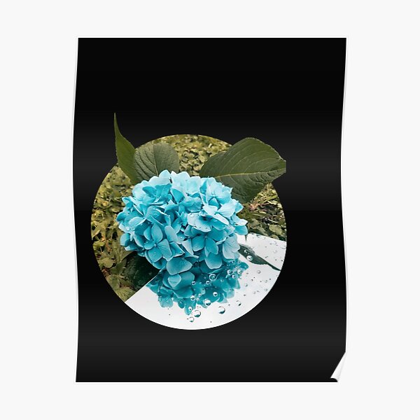 "Beautiful blue flowers of hydrangeas" Poster for Sale by GivingJoy ...