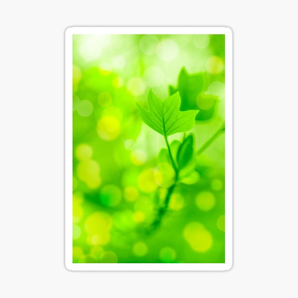 "Tulip Poplar Leaves" Sticker for Sale by PixLifePhoto | Redbubble