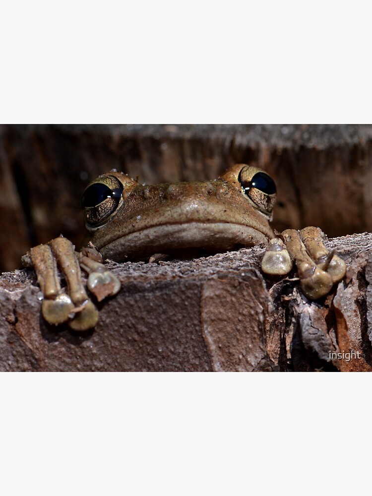 "Cuban Tree Frog" Sticker by insight | Redbubble