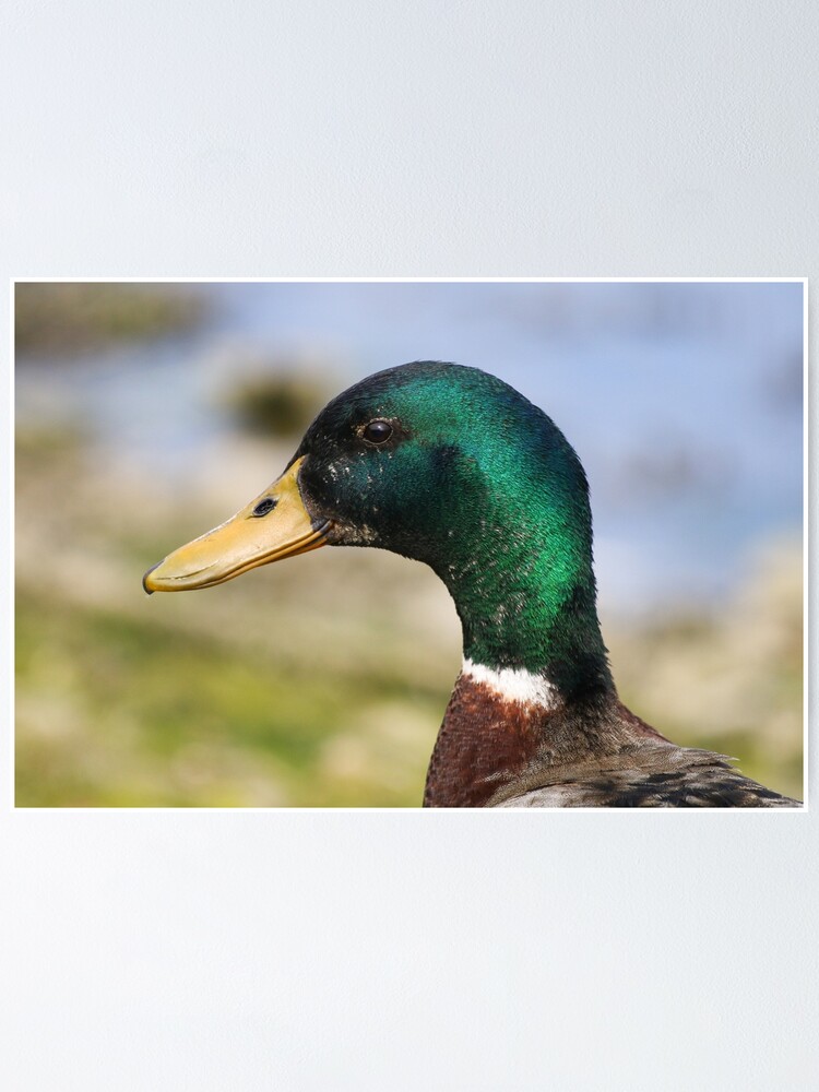 Póster «Dashing drake» de GreyFeatherPhot | Redbubble