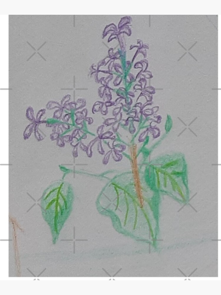 "Lilac flower, pencil drawing" Poster for Sale by marysydidesign ...