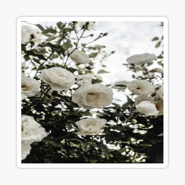 "White rose" Sticker for Sale by TheCoolGuys | Redbubble