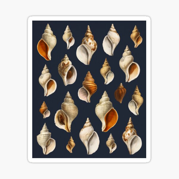 "Shells" Sticker for Sale by SpilloDesign | Redbubble