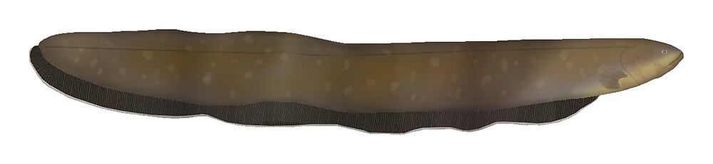 "Electric Eel" by fishfolkart | Redbubble