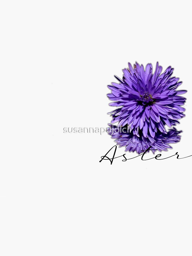 "September Flower Aster" Sticker for Sale by susannapujolcli | Redbubble