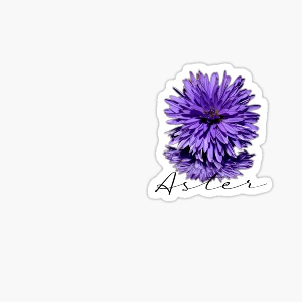 "September Flower Aster" Sticker for Sale by susannapujolcli | Redbubble