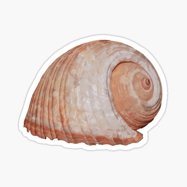 "Watercolor Seashell - Scotch Bonnet" Sticker for Sale by ...