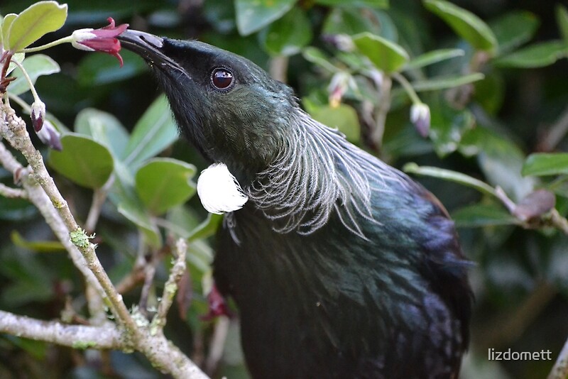 "Tui feeding on a flower" by lizdomett | Redbubble