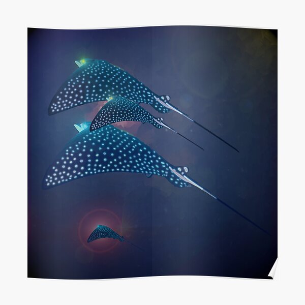 "Stringray Colony " Poster for Sale by headstock | Redbubble