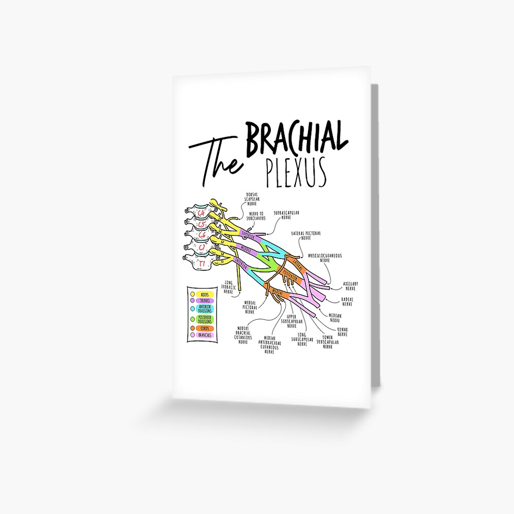 "Brachial Plexus" Sticker for Sale by MayumiArt | Redbubble