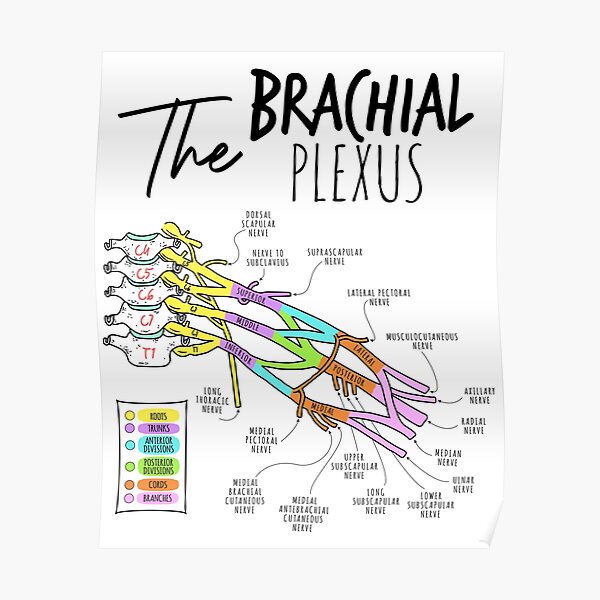 "Brachial Plexus" Poster for Sale by MayumiArt | Redbubble
