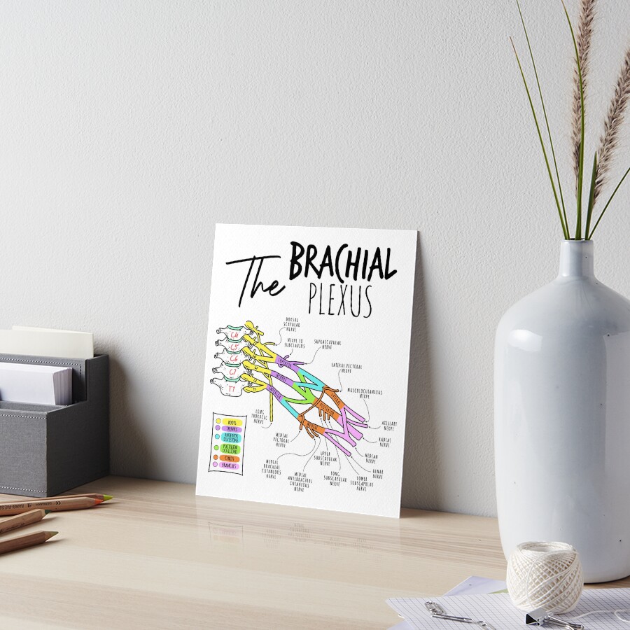"Brachial Plexus" Art Board Print for Sale by MayumiArt | Redbubble
