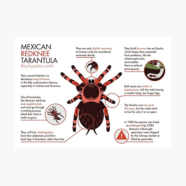 Lámina fotográfica «Infografía: Tarántula mexicana redknee» de AnNuttin ...