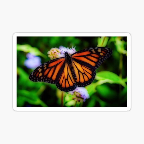 "Magical Monarch" Sticker for Sale by EdwardMonet | Redbubble
