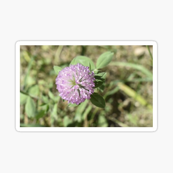 "Clover Top View" Sticker for Sale by gurineb | Redbubble