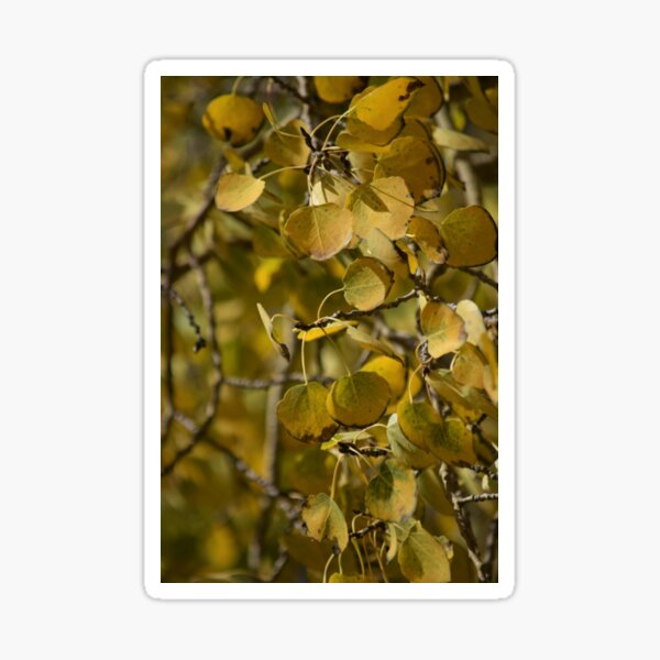 "Aspen Leaves " Sticker for Sale by Periscope9 | Redbubble