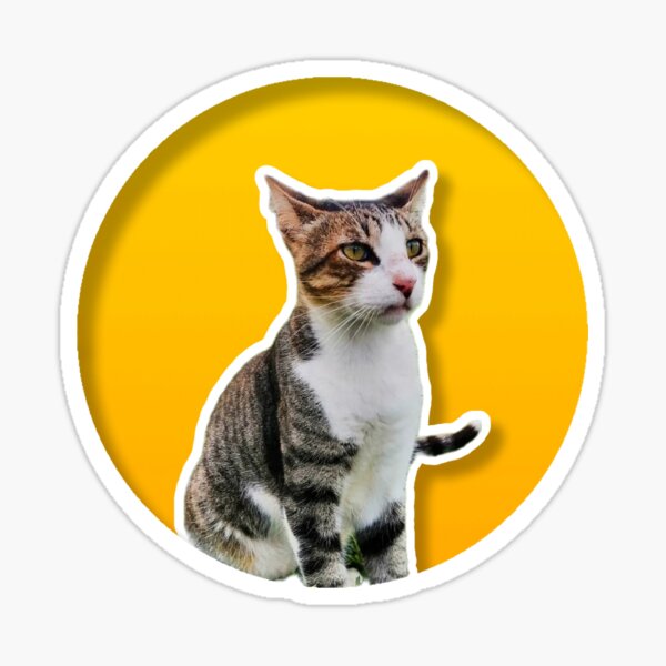 "funny cat face" Sticker for Sale by Merchask | Redbubble
