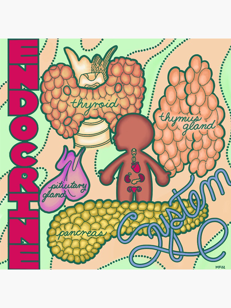 "Endocrine system" Sticker for Sale by Mizzzfoster | Redbubble