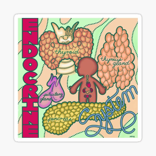 "Endocrine system" Sticker for Sale by Mizzzfoster | Redbubble