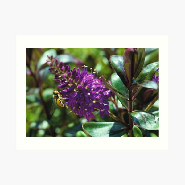 Hebe Art Prints | Redbubble