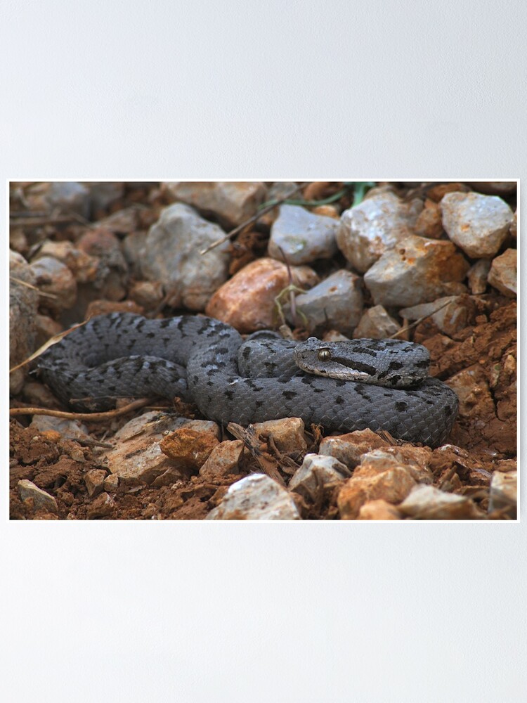 "The Montane Endemic Lebanon Viper (Montivipera bornmuelleri)" Poster ...