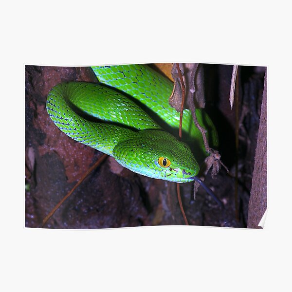 "Large-Eyed Pit Viper (Trimeresurus macrops) of Thailand" Poster for ...