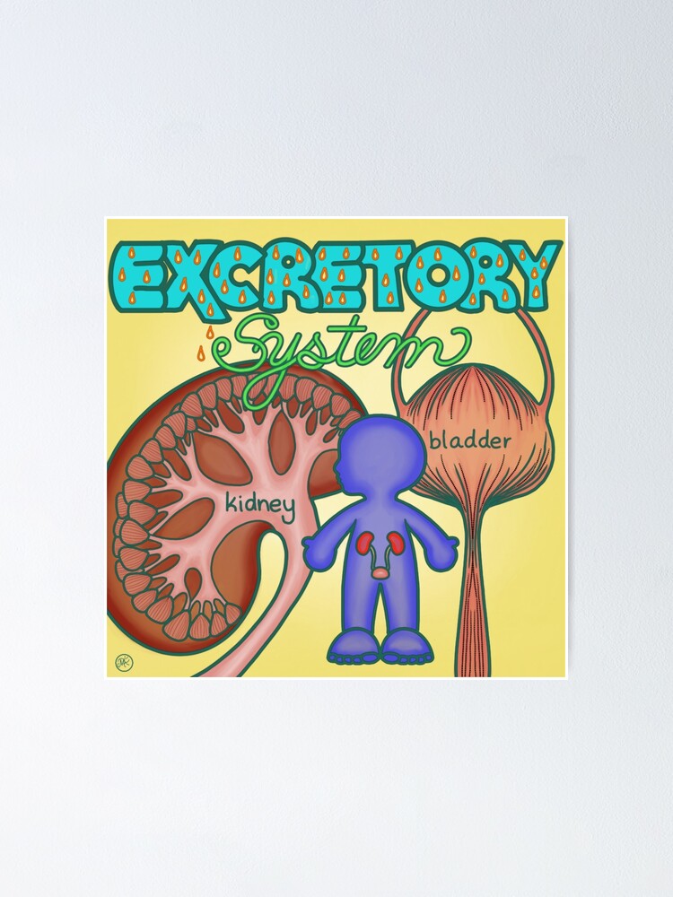 "Excretory system" Poster for Sale by Mizzzfoster | Redbubble