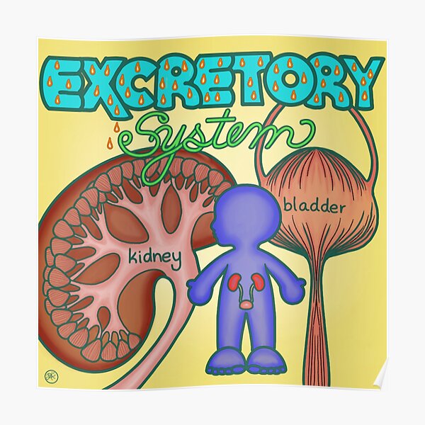 "Excretory system" Poster for Sale by Mizzzfoster | Redbubble