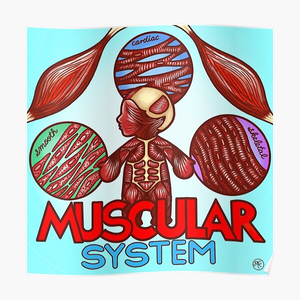 "Muscular system" Poster for Sale by Mizzzfoster | Redbubble