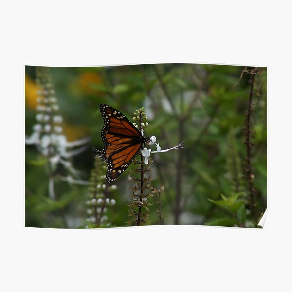 "Monarch Butterfly Feeding on White Flowers During Fall Migration ...