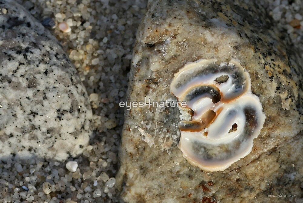 "Weathered Seashell" by eyes4nature | Redbubble