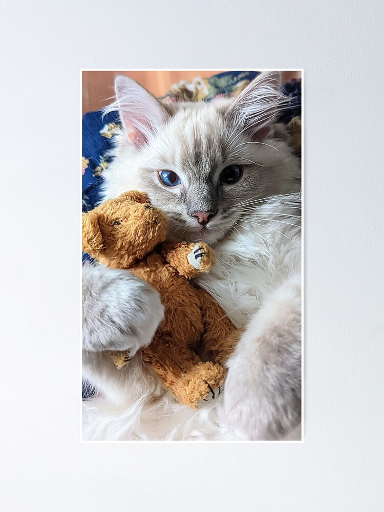 "Cute lynx ragdoll kitty" Poster for Sale by Fluffycat2020 | Redbubble