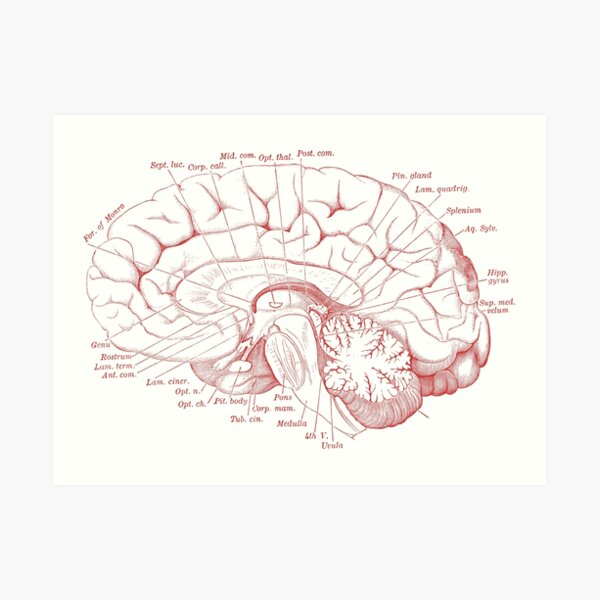 "Vintage Brain Anatomy Labelled." Art Print for Sale by pnand | Redbubble