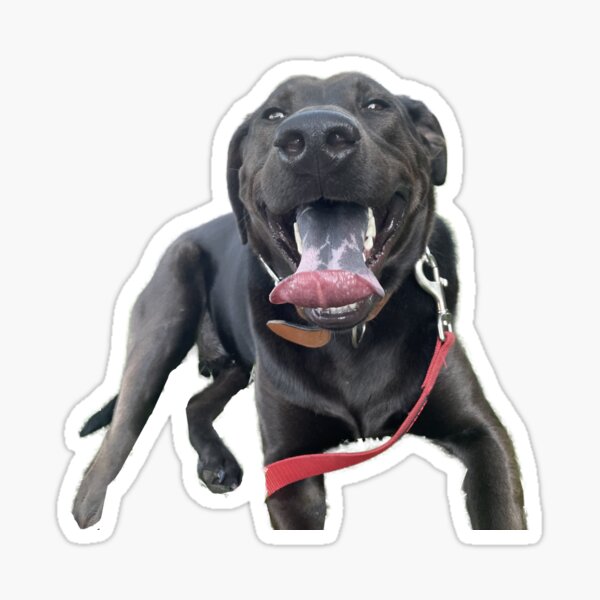 "Levi Dog 2" Sticker for Sale by dragonfly22699 | Redbubble